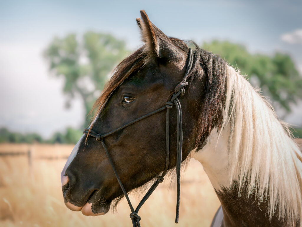 Pferdefotografie - Pferdefotoshooting für Reitschulen oder alleine mit deinem Pferd. Ich halte ...